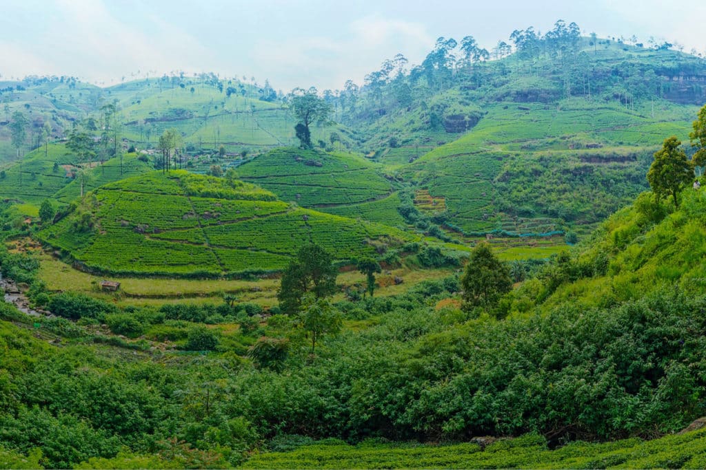 Pussellawa-Tea-Estates-in-Kandy-district-Sri-Lanka | TripCompanion Tours