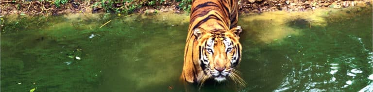 Tiger sighting | TripCompanion Tours